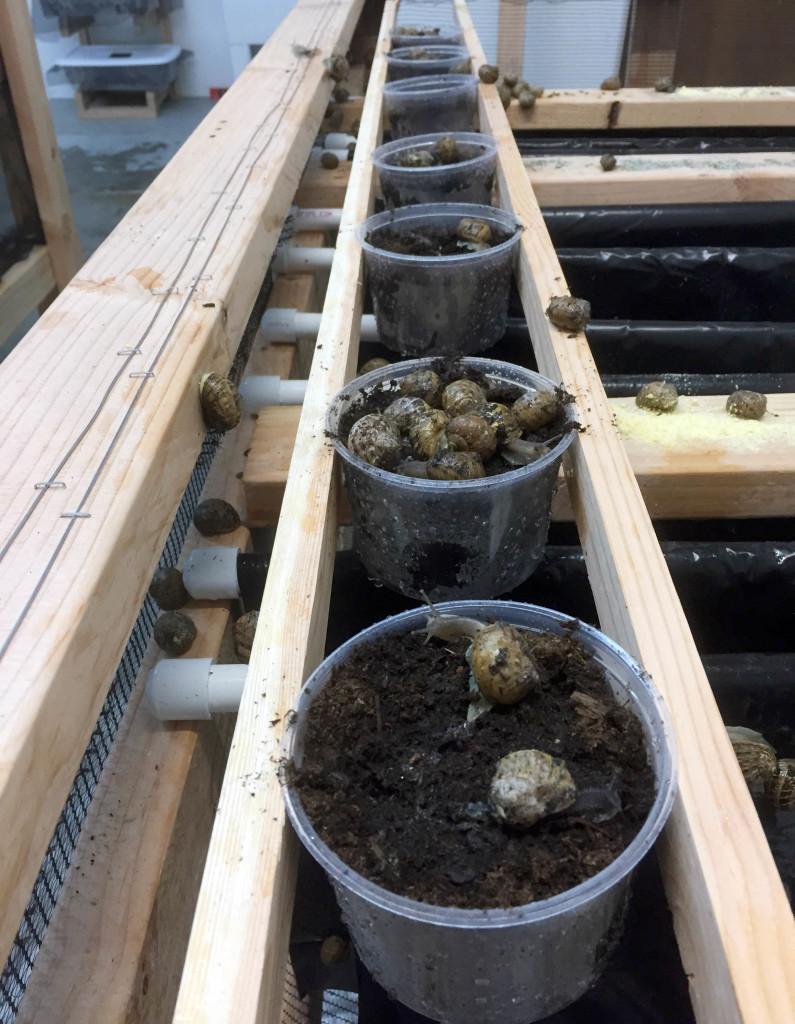 Gastropod on Gastropods - Gastropod